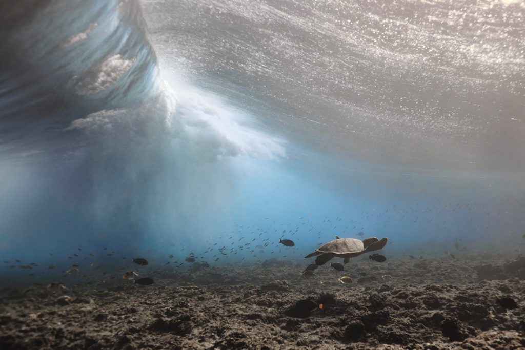 How Science is Harnessing the Power of the Sea - Lux Magazine