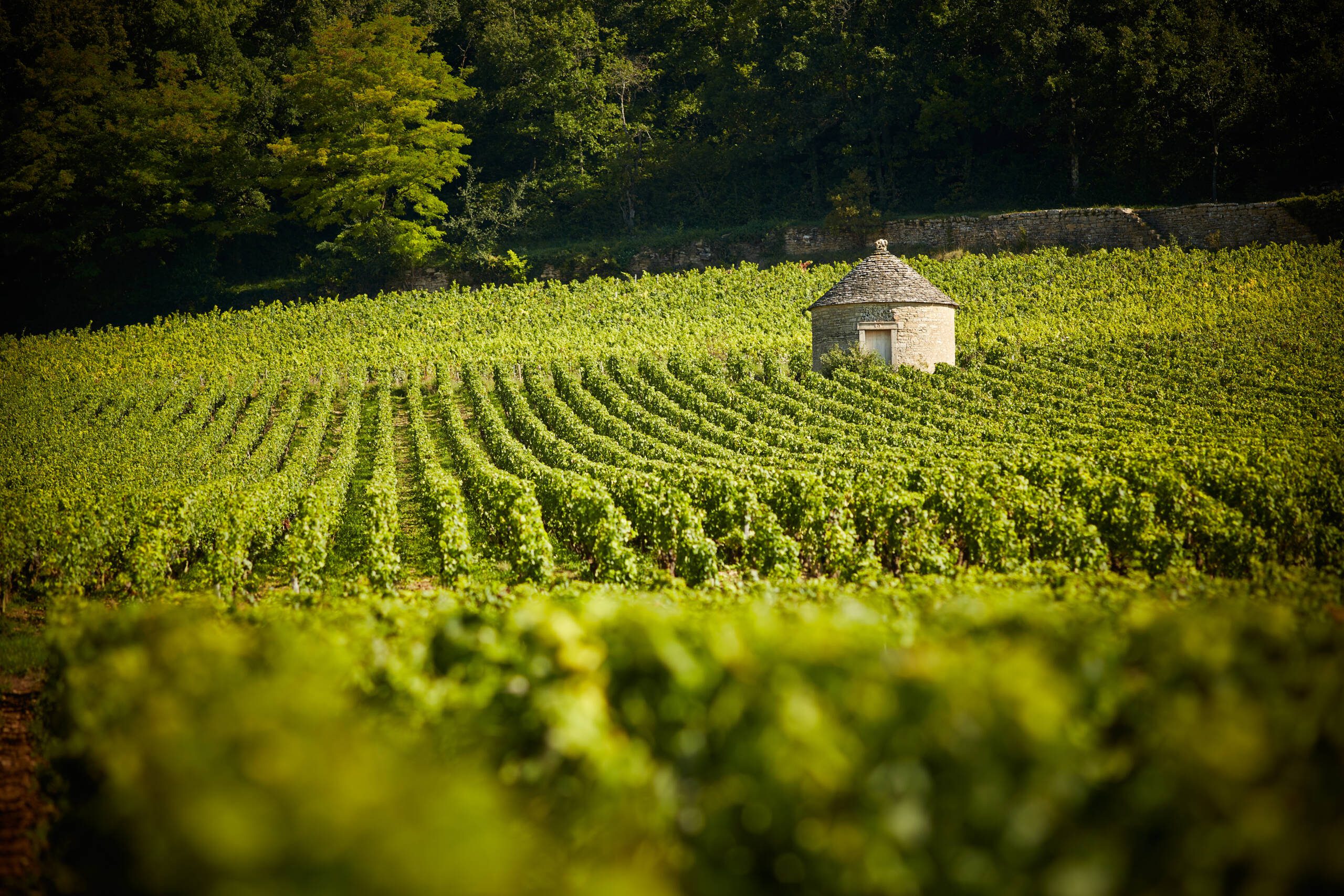 A tasting of Drouhin’s fine Burgundies - Lux Magazine