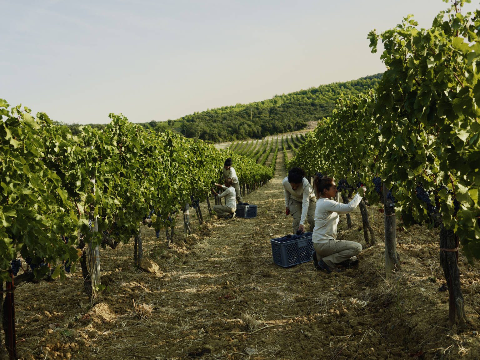 A historic tasting of Masseto wines - Lux Magazine